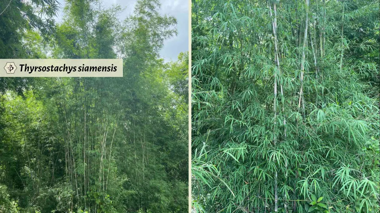 Bamboo in Thailand: Tropical wonderland - Bambu Batu