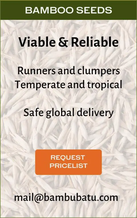 Bamboo Morphology: 9 Parts of the bamboo plant - Bambu Batu