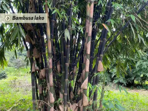 Tropical bamboo for Florida and the Deep South - Bambu Batu