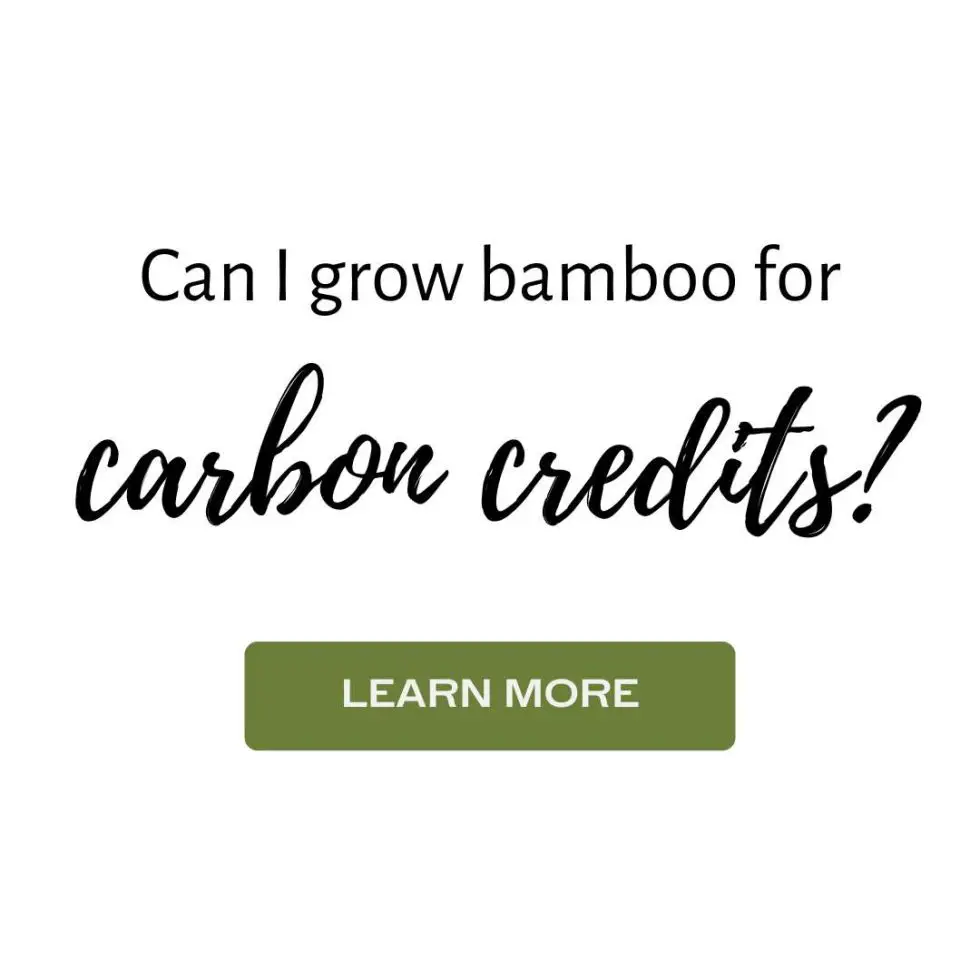 Bamboo Flowering: A botanical phenomenon - Bambu Batu Bamboo Flowering: A botanical phenomenon - Bambu Batu