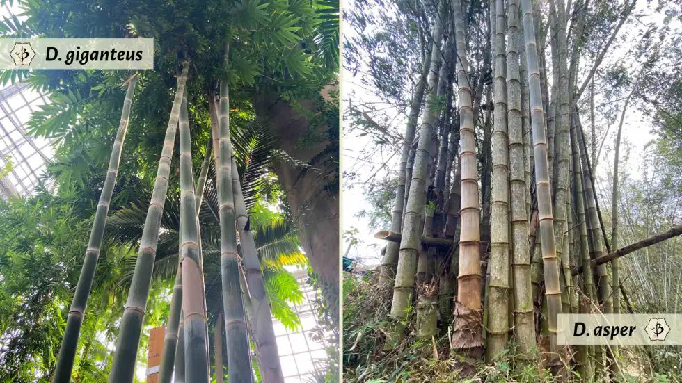 Dendrocalamus giganteus: Commonly known as giant bamboo - Bambu Batu
