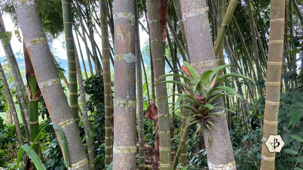 Guadua bamboo in Colombia - Bambu Batu