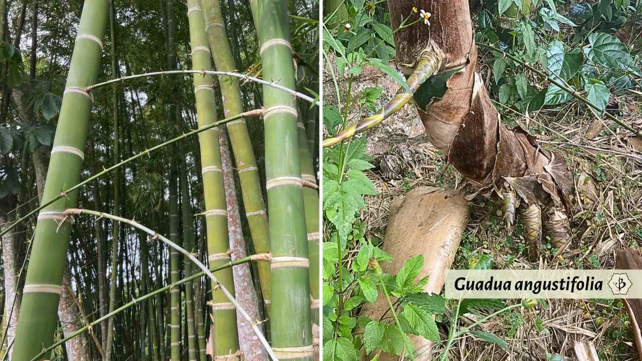 Guadua bamboo in Colombia - Bambu Batu