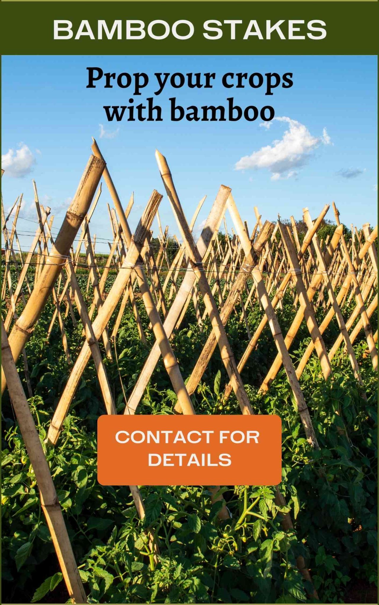 Planting Bamboo for Climate Change - Bambu Batu